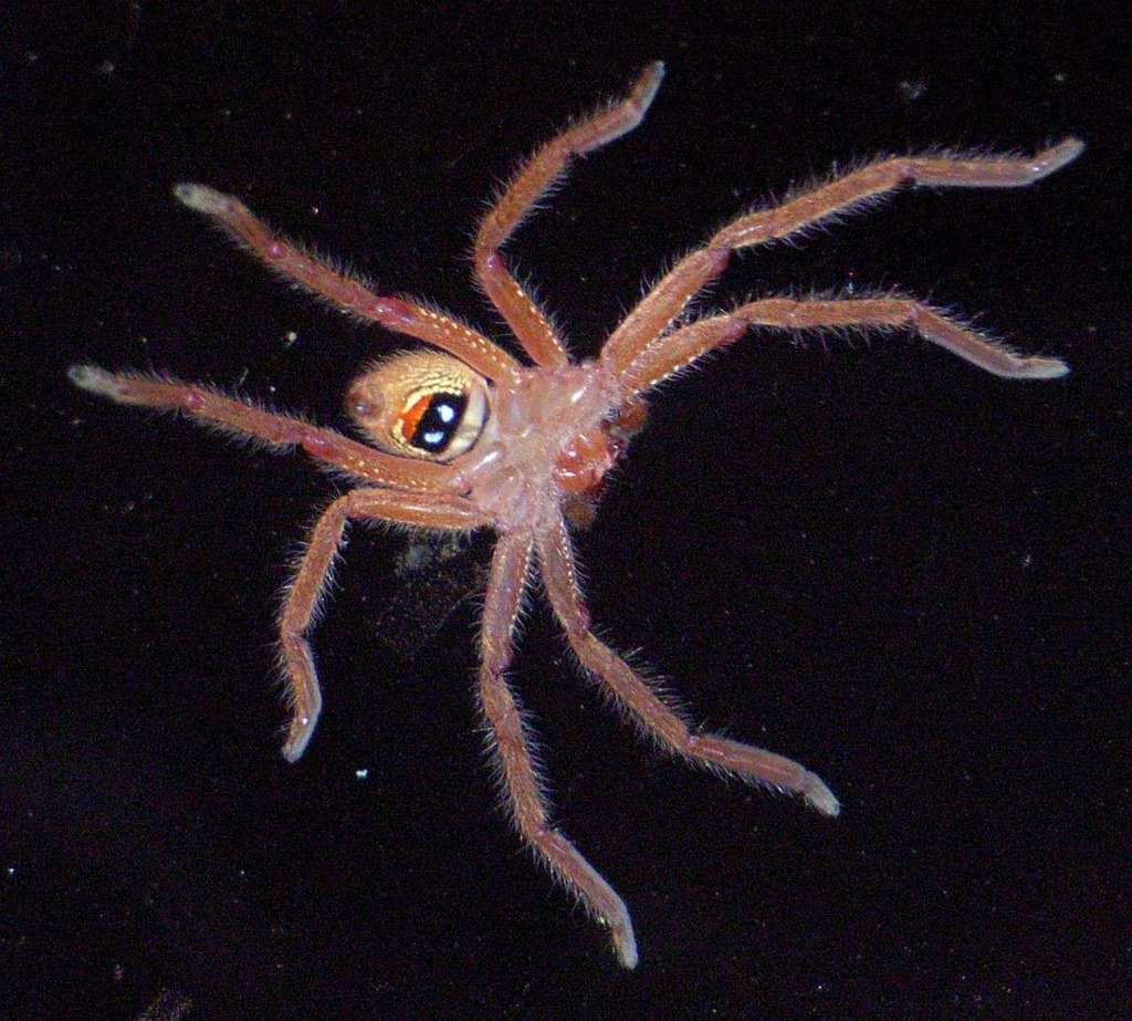 Badge Huntsman Spider from Macedon Ranges - Romsey, AU-VI, AU on April ...