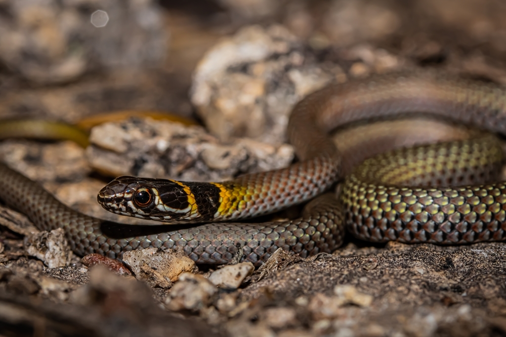 Australian Elapids (inc. Sea Snakes) (Hydrophiinae) - Snakes and Lizards