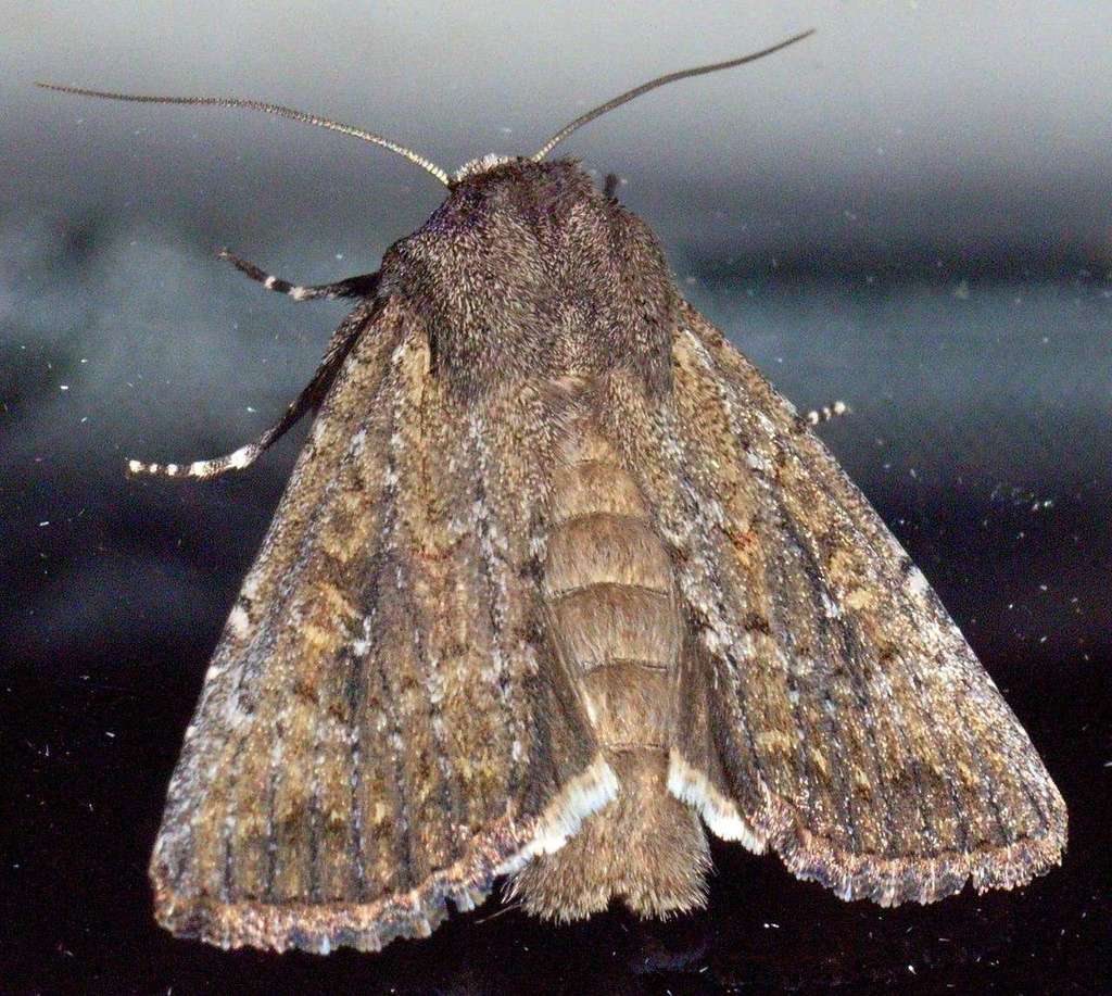 Tasmanian Cutworm from Macedon Ranges - Romsey, AU-VI, AU on April 8 ...