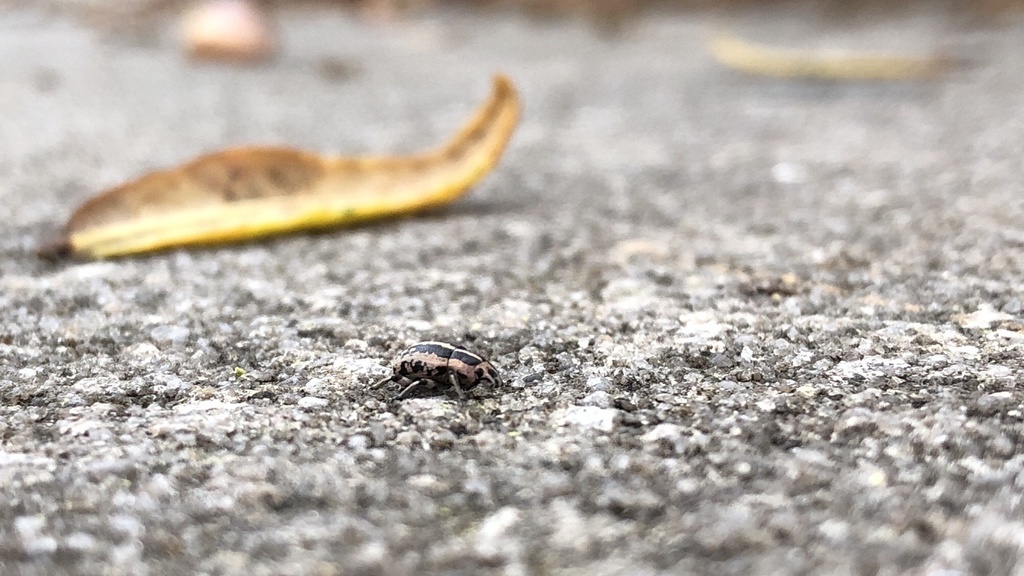 Speckled Clown Weevil from University of Central Florida, Orlando, FL ...