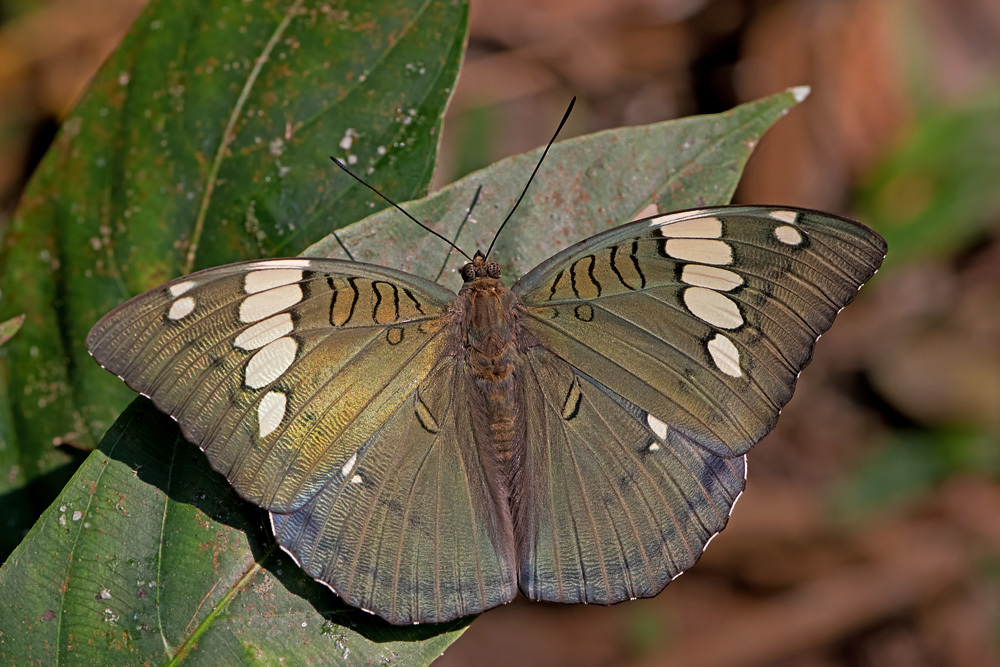 Euthalia patala Kollar, 1844
