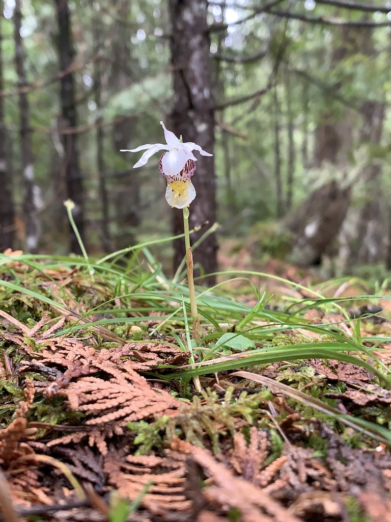 Eastern Fairy-slipper in May 2020 by Brandon Corder · iNaturalist