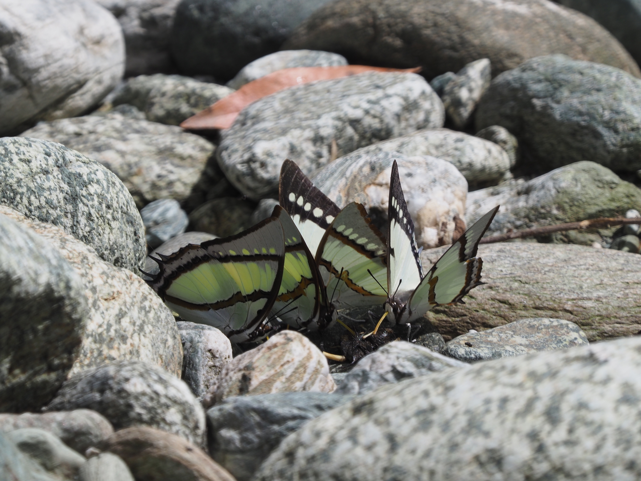 Polyura dolon (Westwood, 1848)