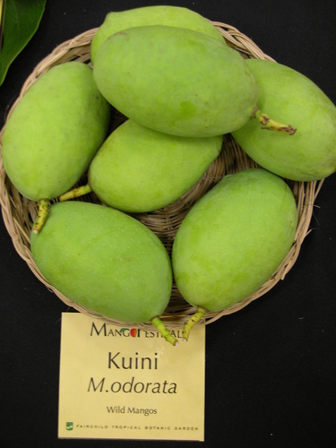 Kuwini Mango (Mangifera odorata) · iNaturalist