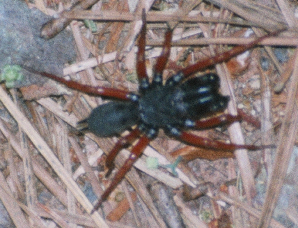 Reddlegged Purseweb Spider (MatBio: ARACHNIDS - Matanzas Biodiversity ...