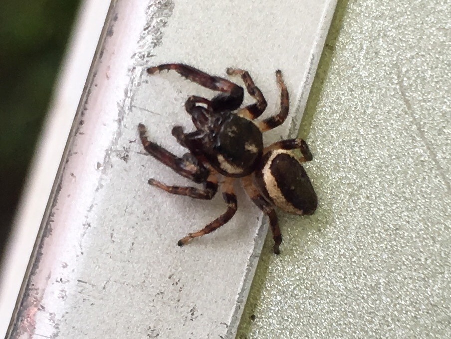Bronze Jumping Spider from 892 State Highway 357, Put in Bay, OH, US on ...