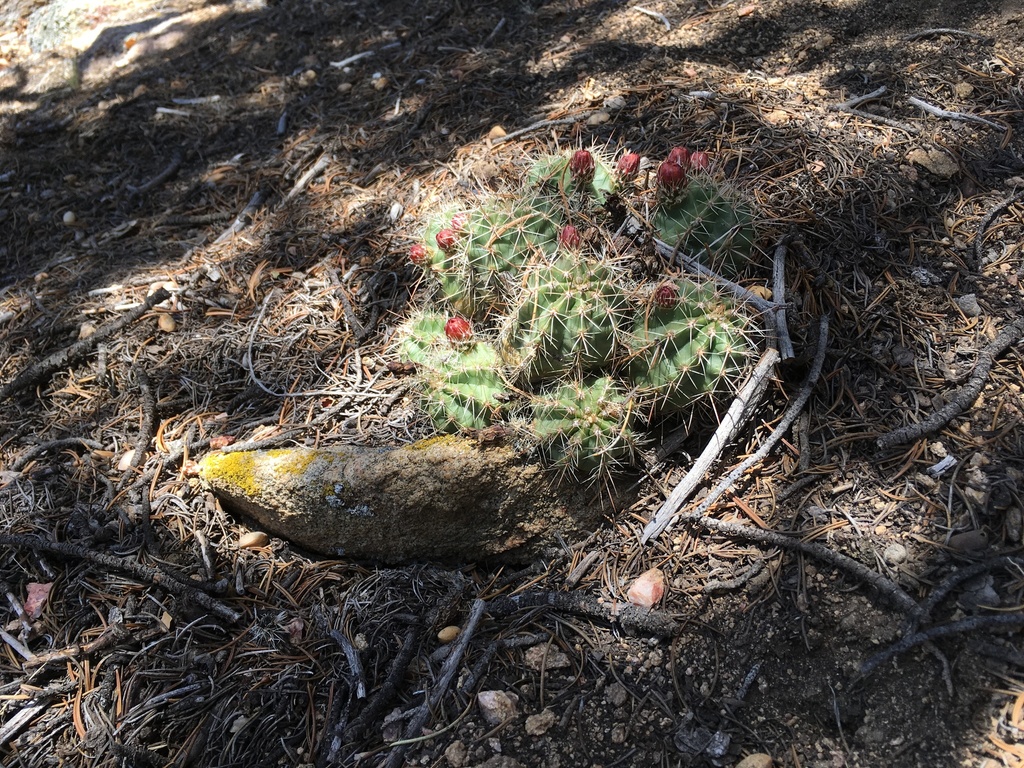 Scarlet Hedgehog Cactus from Santa Fe County, NM, USA on April 23, 2017 ...