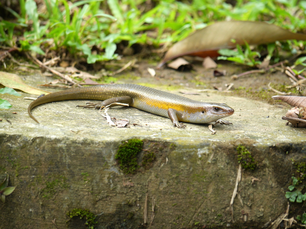 Common Sun Skink from Bogor Botanical Gardens on April 22, 2017 at 12: ...