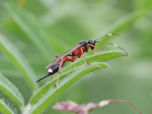 Gambrus carnifex · iNaturalist