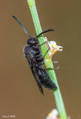 Colpa carbonaria · iNaturalist