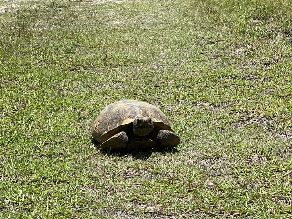 Gopher Tortoise in May 2020 by John William Bailly · iNaturalist