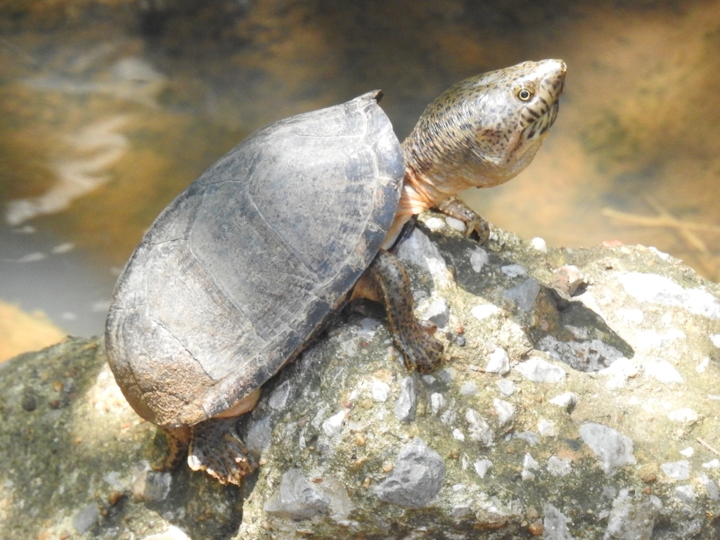 Razor-backed Musk Turtle from Henderson, TX, USA on May 29, 2020 at 12: ...