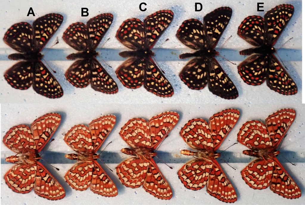 Edith's Checkerspot from 2500 Lyndon Ln, Fort Bragg, CA 95437, USA on ...