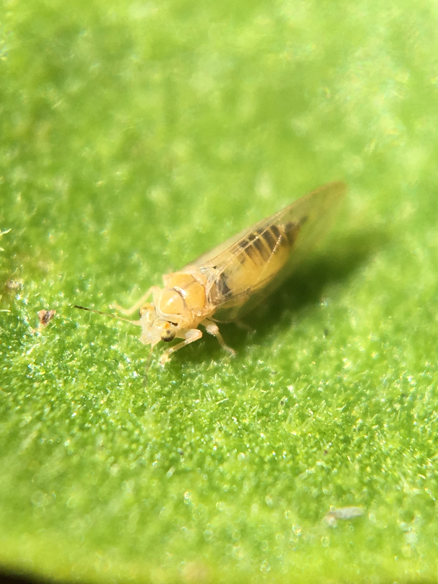 Trioza phoradendri Tuthill, 1939