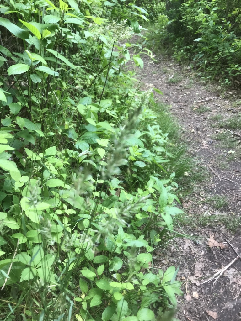 sweet vernal grass from Bethpage State Park Golf Courses, Old Bethpage ...