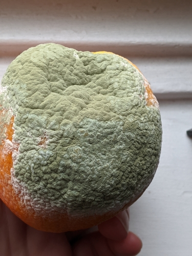 Citrus green mold (Penicillium digitatum)
