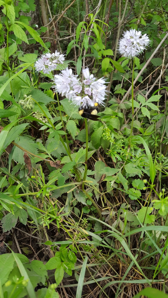 American Bumble Bee from Winnebago County, IL, USA on May 29, 2020 at ...