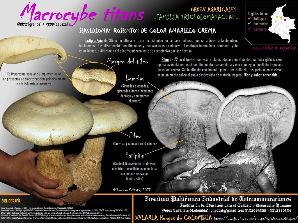Hongo Gigante (Guía general de Macrohongos de Costa Rica) · iNaturalist