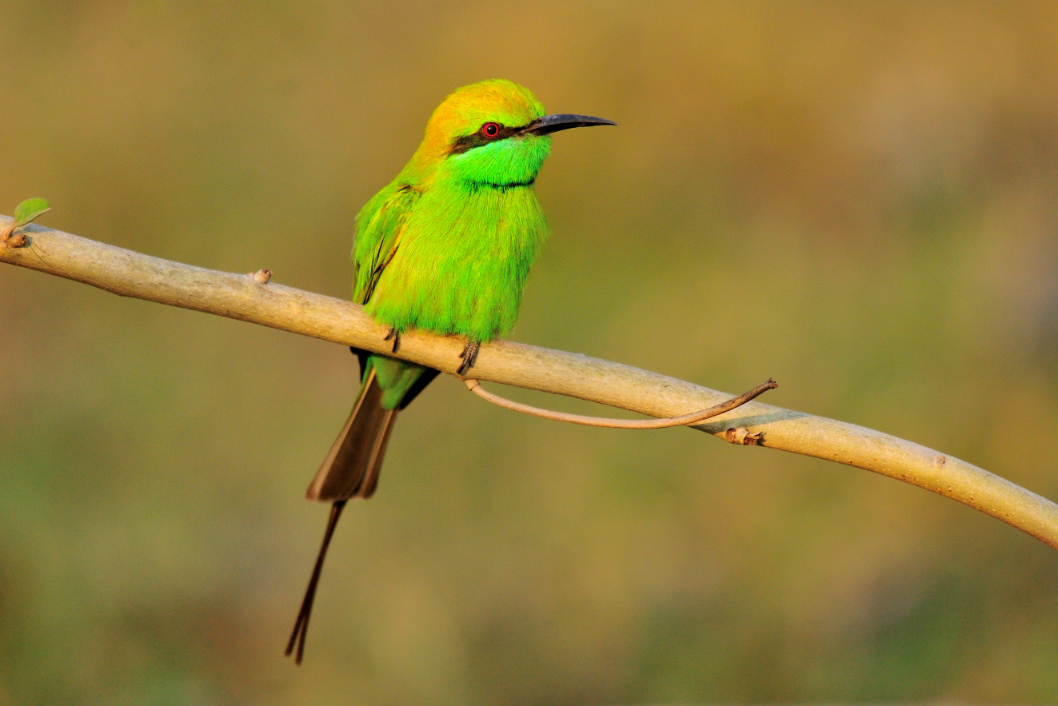 Green Bee Eater