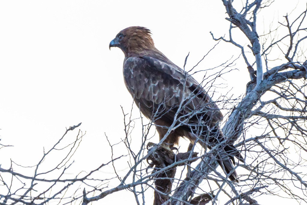 Little Eagle (Hieraaetus morphnoides) - Avian Discovery