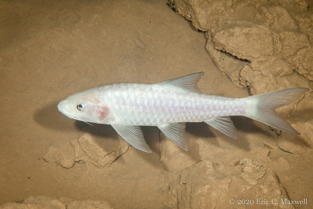 (Neolissochilus subterraneus) - Marine Life Identification