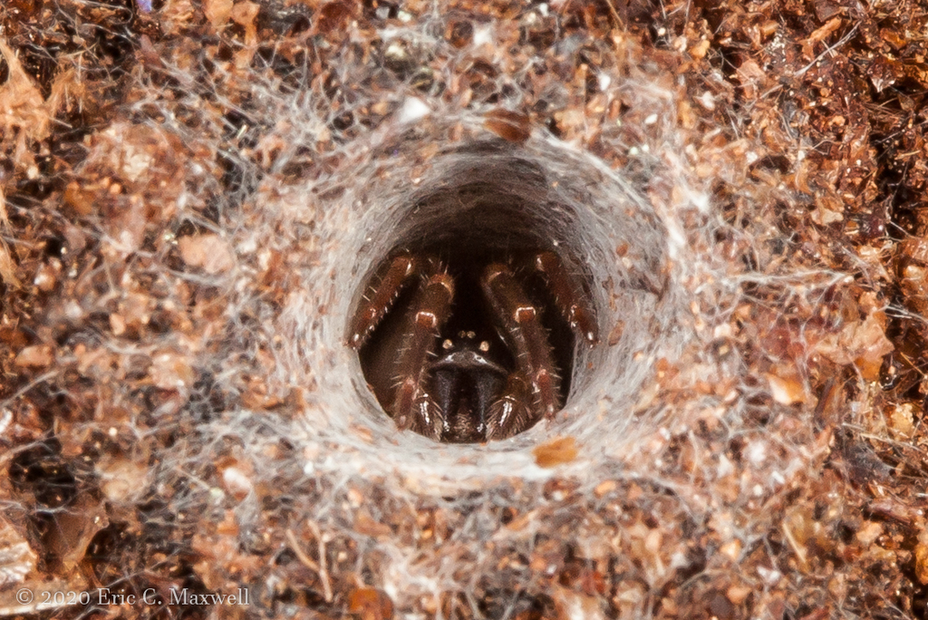 Tunnel Spiders in January 2020 by Eric C. Maxwell. Found in a cave ...