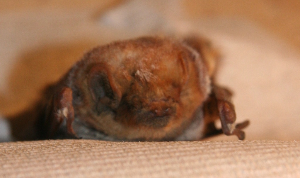 Evening Bats (Vespertilionidae) - Know Your Mammals