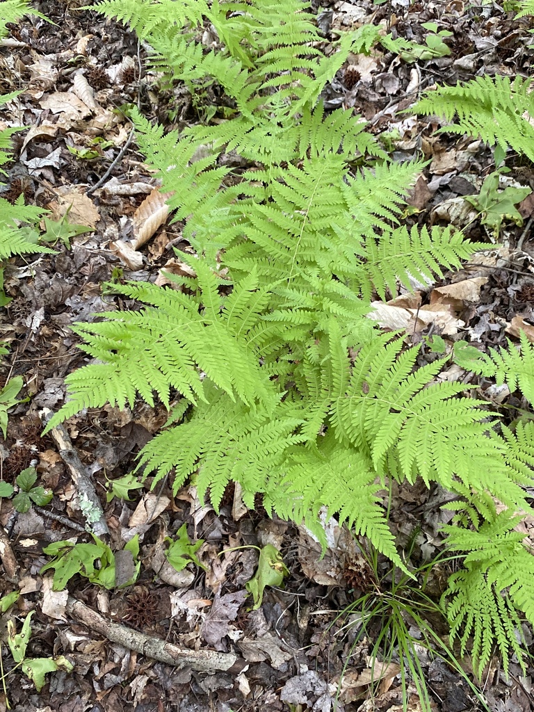 New York fern from Freneau Woods Park, Matawan, NJ, US on May 29, 2020 ...