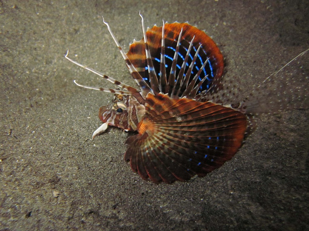 (Parapterois) - Marine Life Identification
