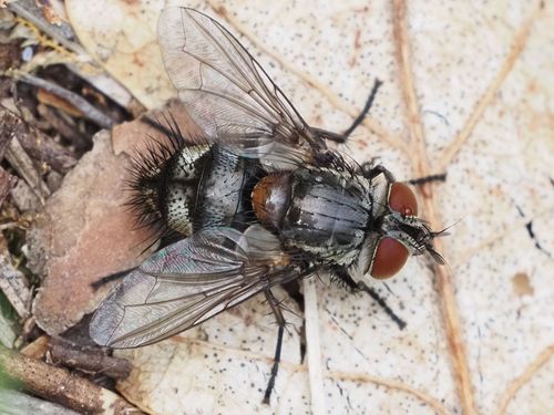Genus Carcelia · iNaturalist