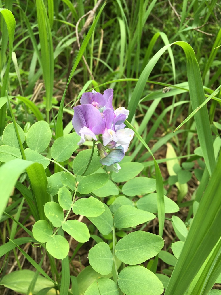 American vetch from Uinta-Wasatch-Cache National Forest, Salt Lake City ...