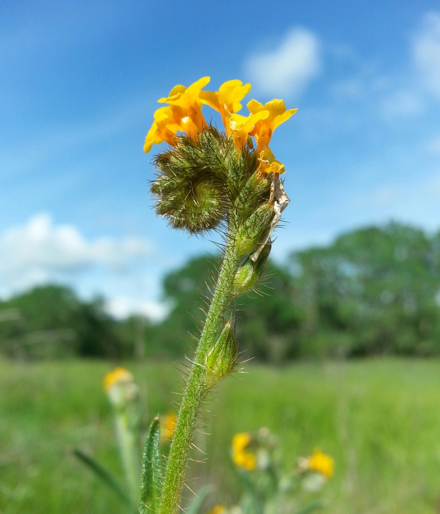 Common fiddleneck (Wildflowers of Bouverie Preserve of ACR) · iNaturalist