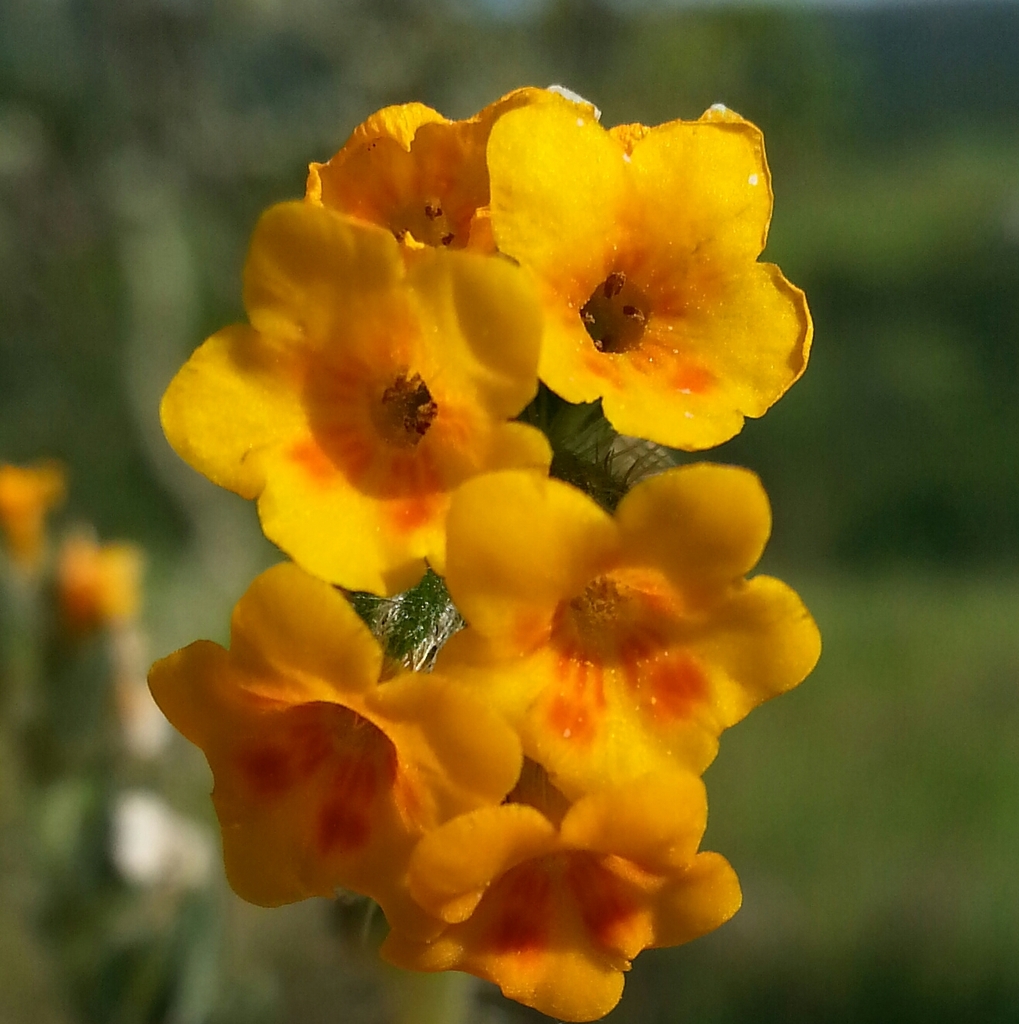 Common fiddleneck (Wildflowers of Bouverie Preserve of ACR) · iNaturalist