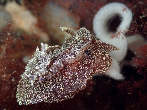 Checklist de Zeeuwse meren · BioDiversity4All