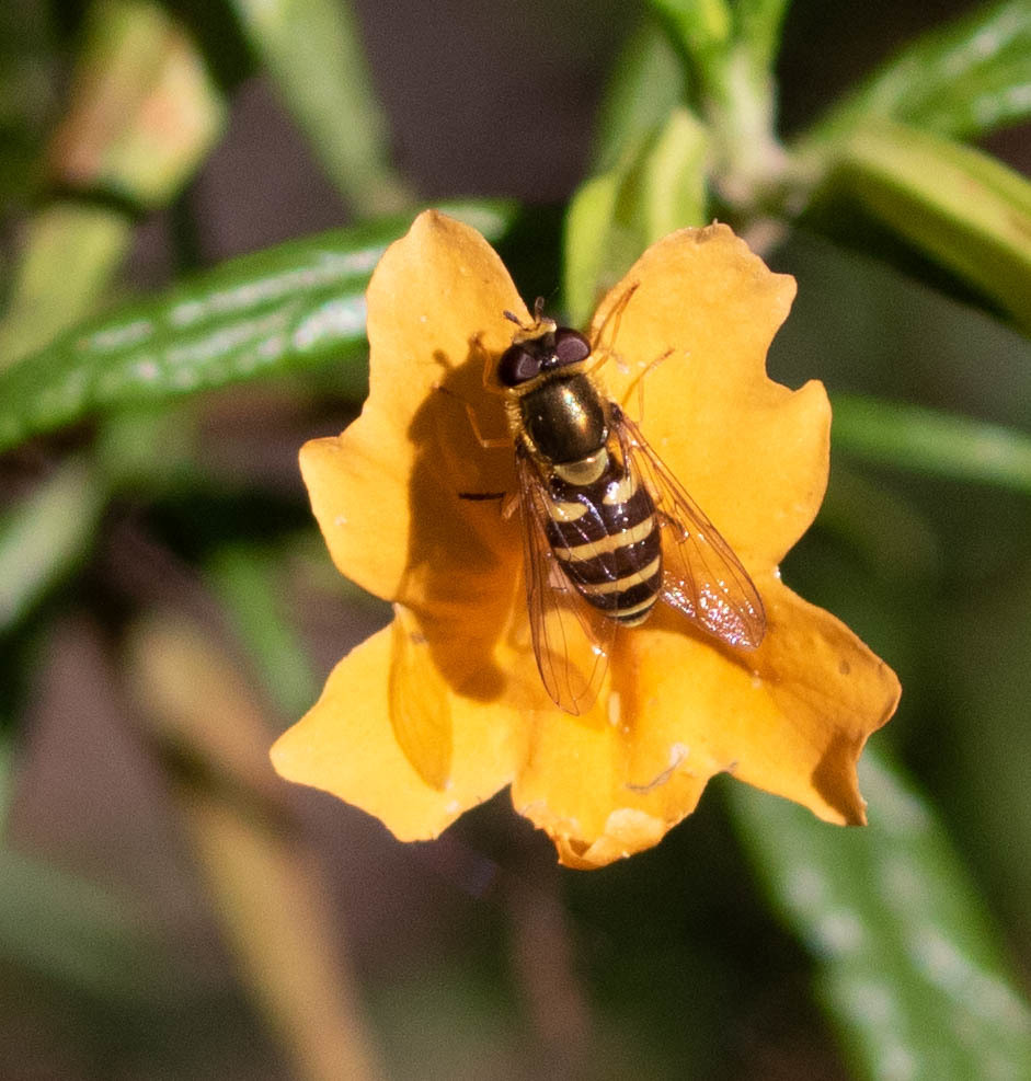 Black-margined Flower Fly from Eagle Peak Trail, Mount Diablo State ...