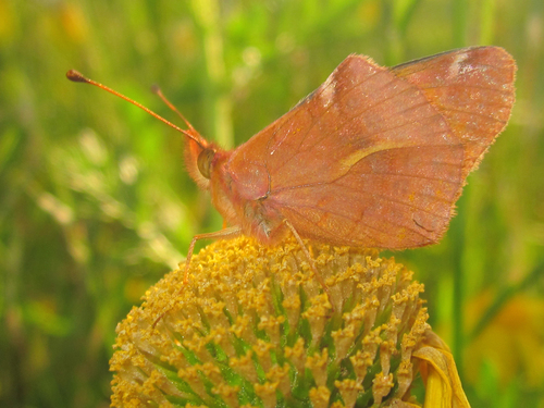 Doncella Común (Insectos en huertas y jardines de Bariloche) · iNaturalist