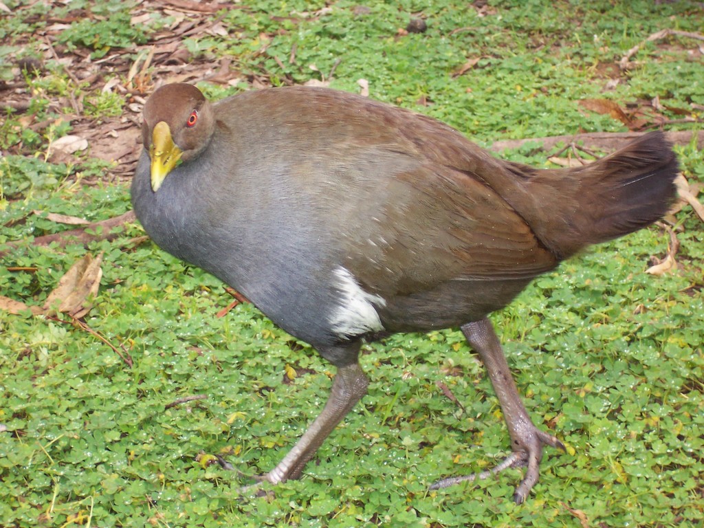 Tasmanian Native-hen (BIRDS OF FLINDERS ISLAND: COMMON NAME: Birdlife ...