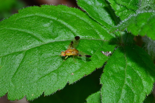 Genus Trypeta · iNaturalist