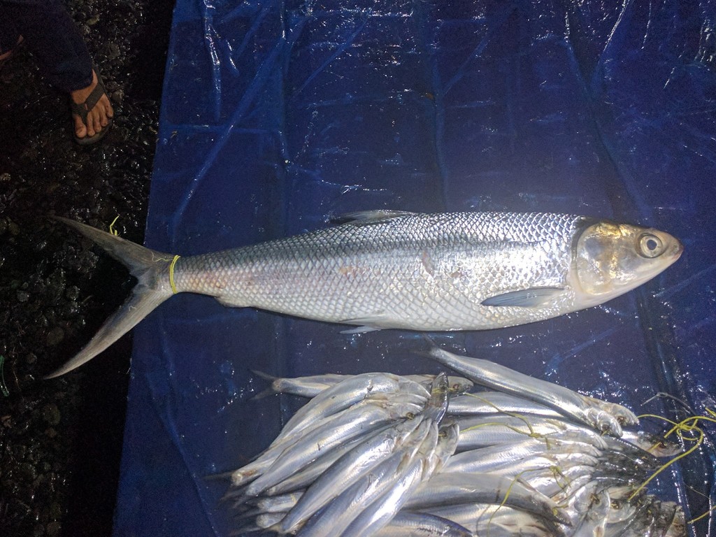 Milkfish (Chanos chanos) - Marine Life Identification