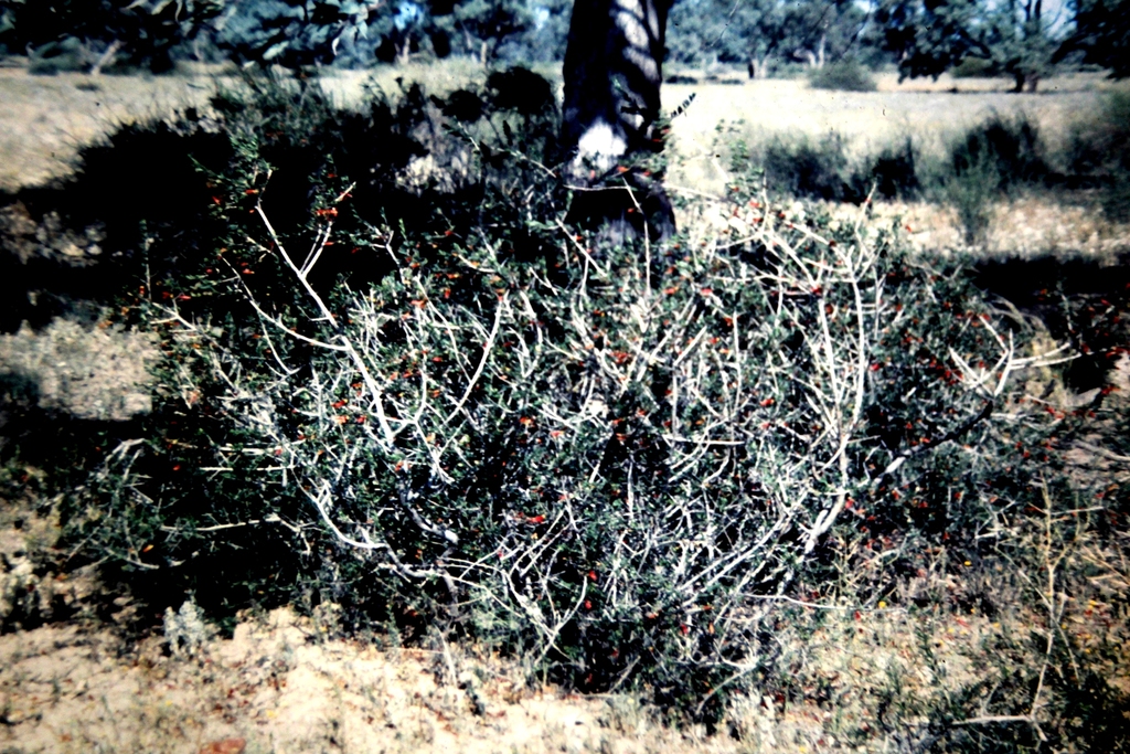 spotted emu bush (Eremophila maculata) - Botanical Realm