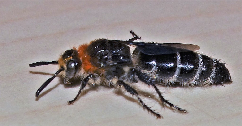 Micromeriella atropos from Scottburgh South, Scottburgh, 4180, South ...