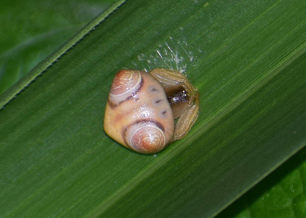 Cyrtarachne raniceps (SPIDERS OF SRI LANKA) · iNaturalist