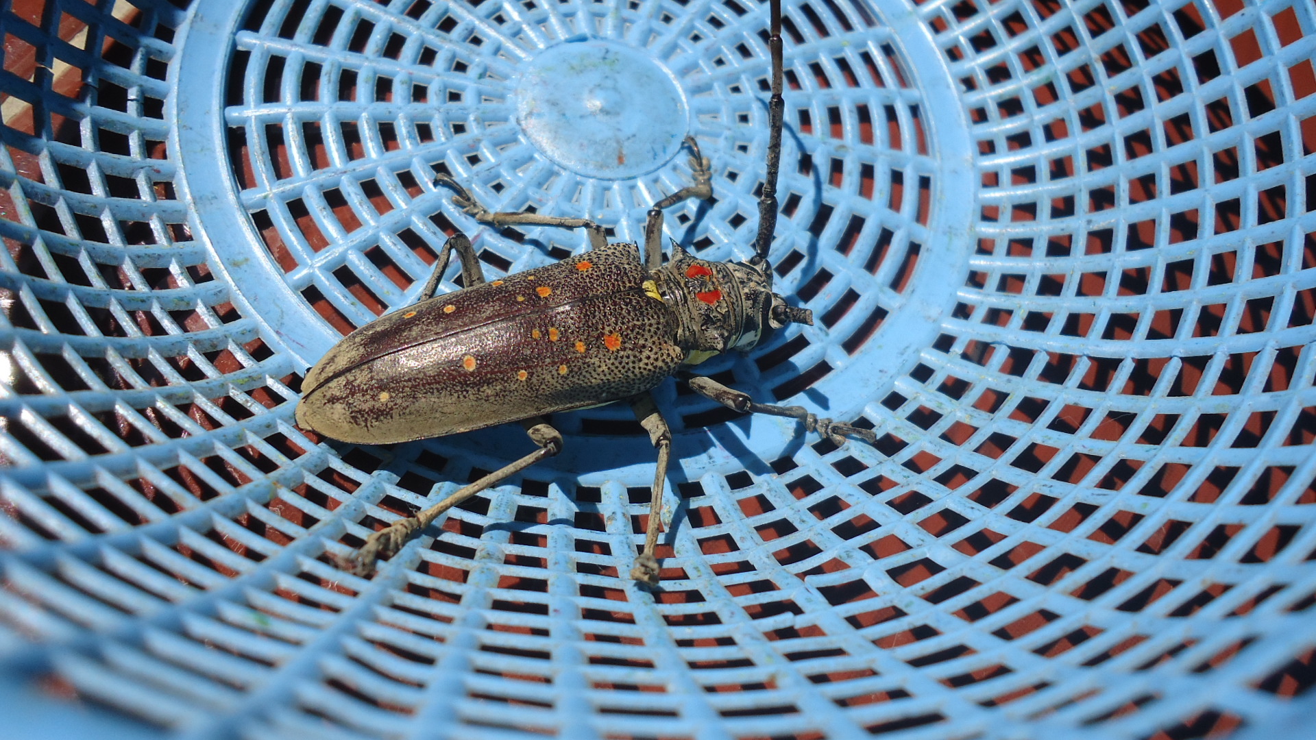 Batocera numitor Newman, 1842