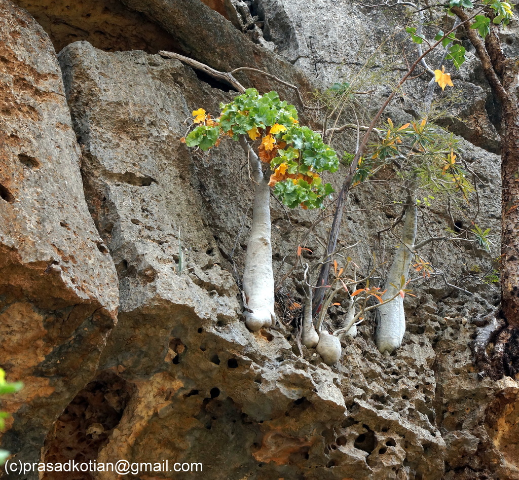 Socotra Cucumber Tree in February 2014 by prasadkotian. Dendrosicyos is ...