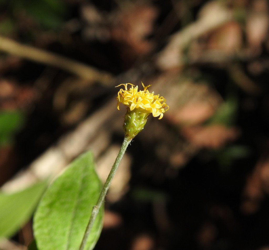 Acomis acoma from St Mary QLD 4650, Australia on May 30, 2020 at 10:37 ...