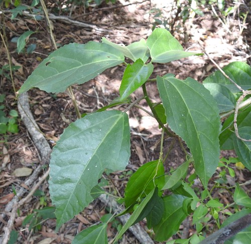 Dendrocnide photiniphylla · iNaturalist