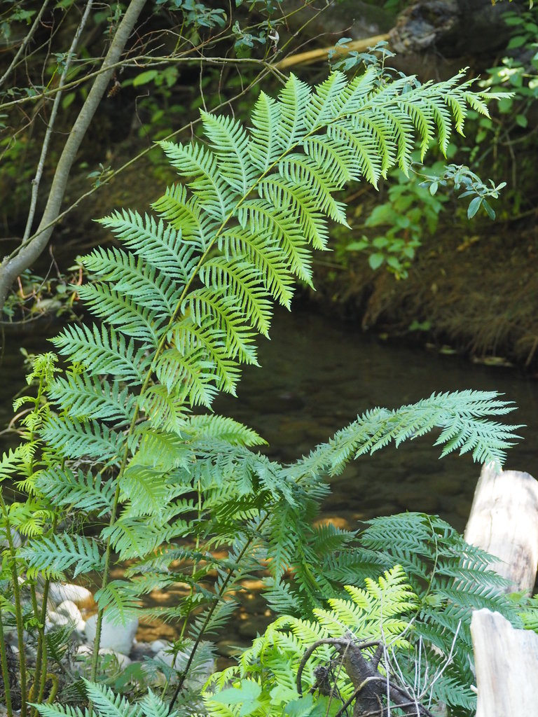 Chain Fern (Plants of Mount Burdell (CNPS list with pictures ...