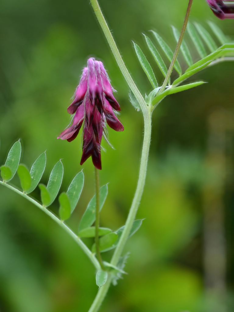 Red-purple Vetch (Plants of Mount Burdell (CNPS list with pictures ...