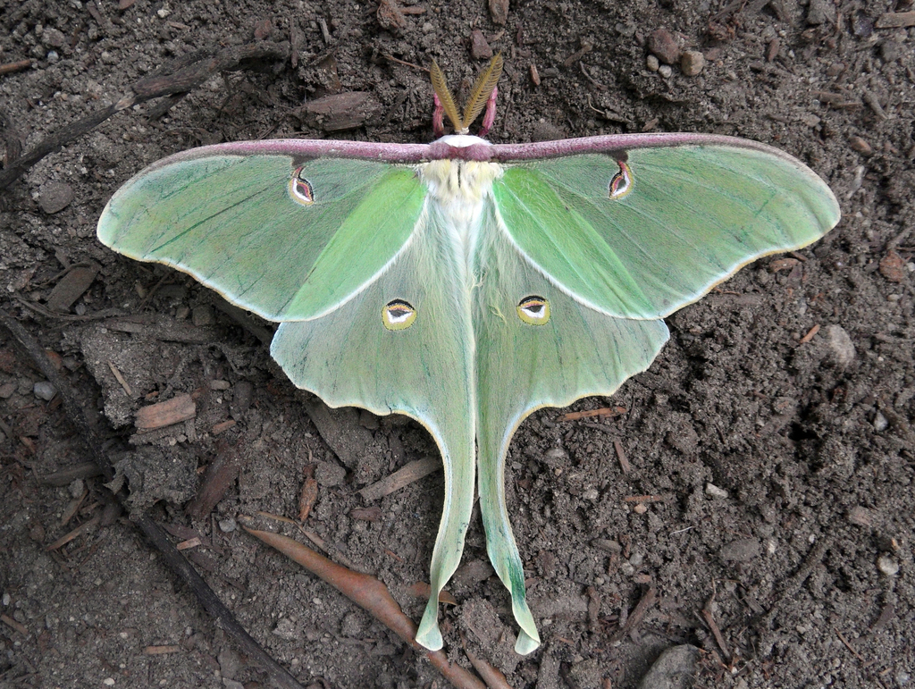 North American Luna Moth Ohio Michigan In Spring INaturalist North American Luna Moth Ohio Michigan In Spring INaturalist