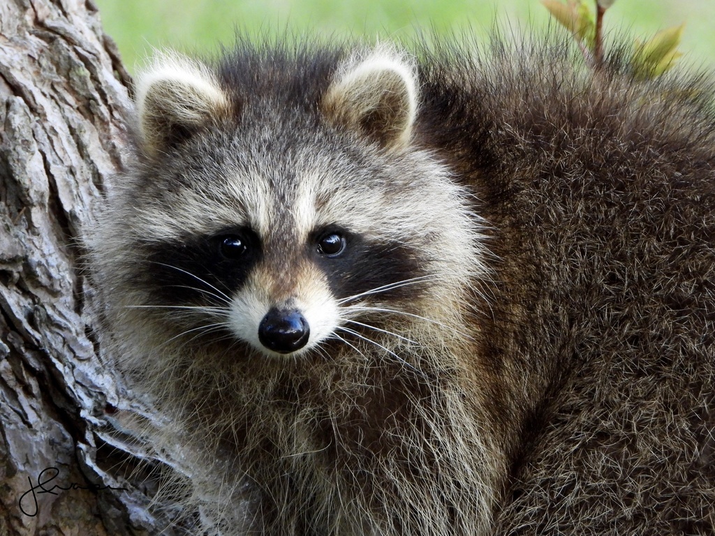 Common Raccoon from Cape Breton Island, Cape Breton, NS, CA on May 30, 2020 at 04:50 AM by ...